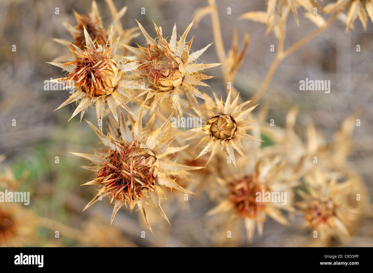 Safflower (Carthamus tinctorius), grown large-scale by the major ...