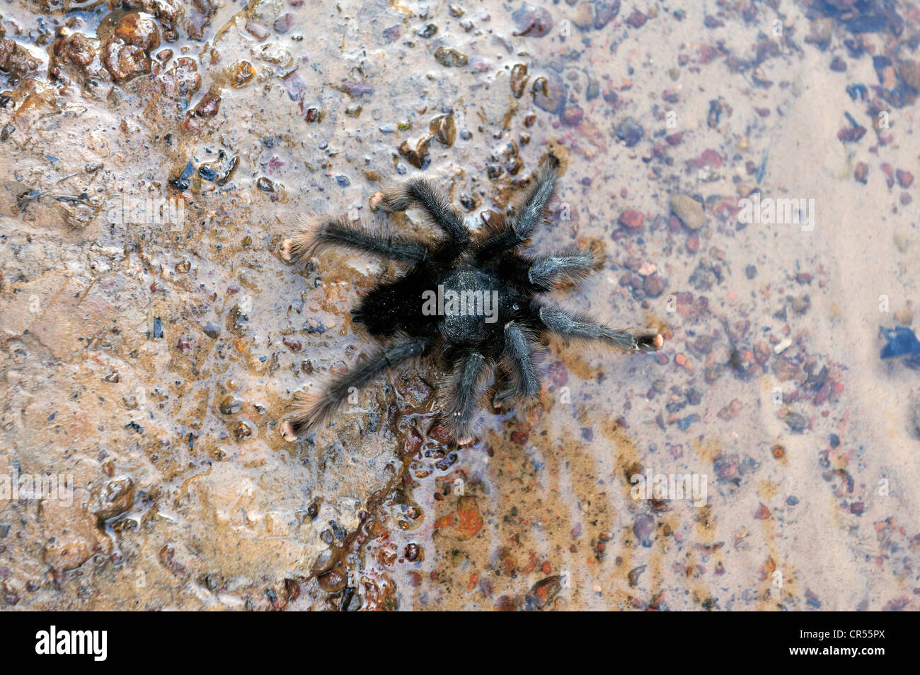 Tarantula (Theraphosidae) drinking water, Brazil, South America, Latin ...