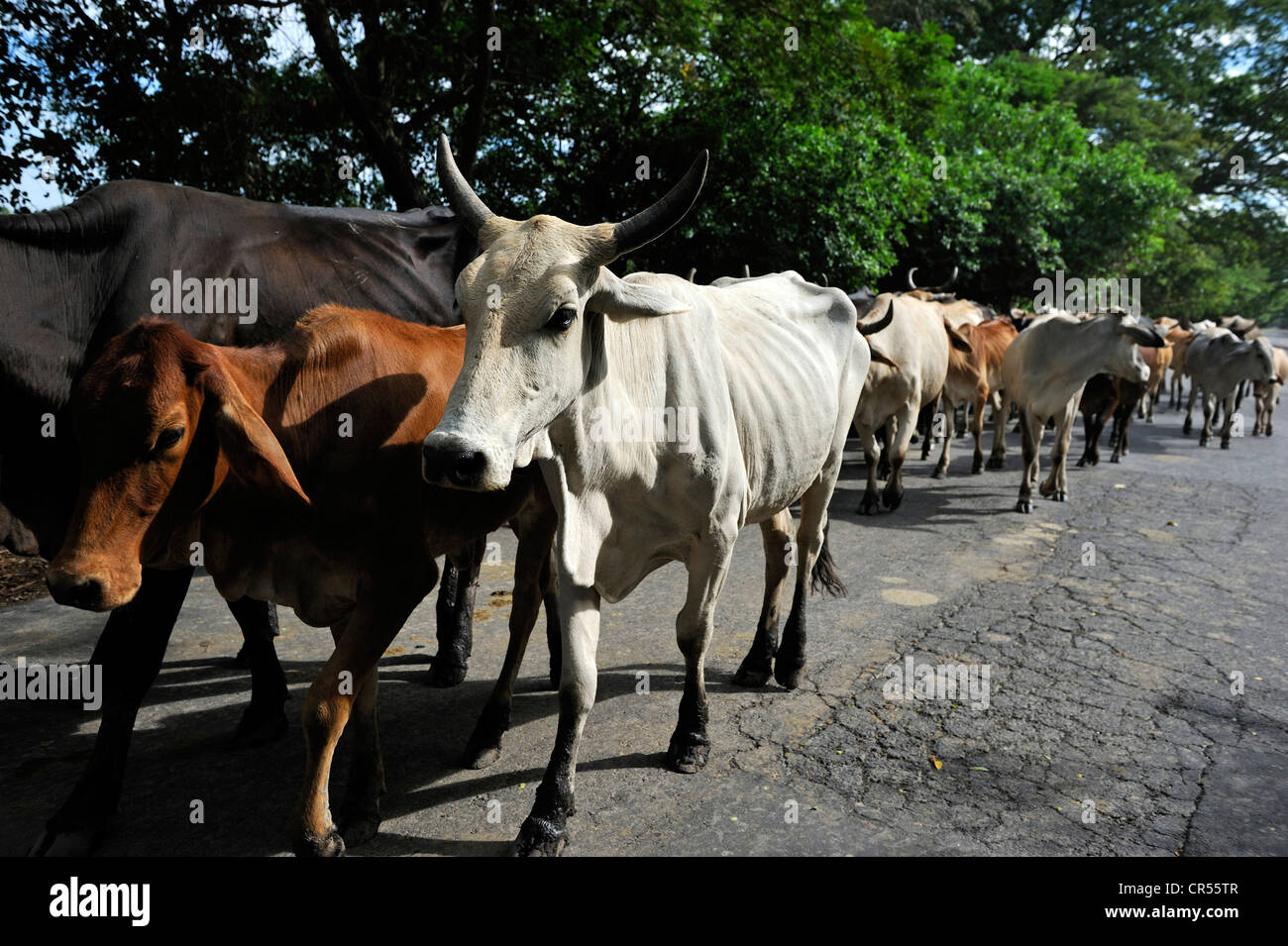 Herd of cows in the street, El Angel, Bajo Lempa, El Salvador, Central ...