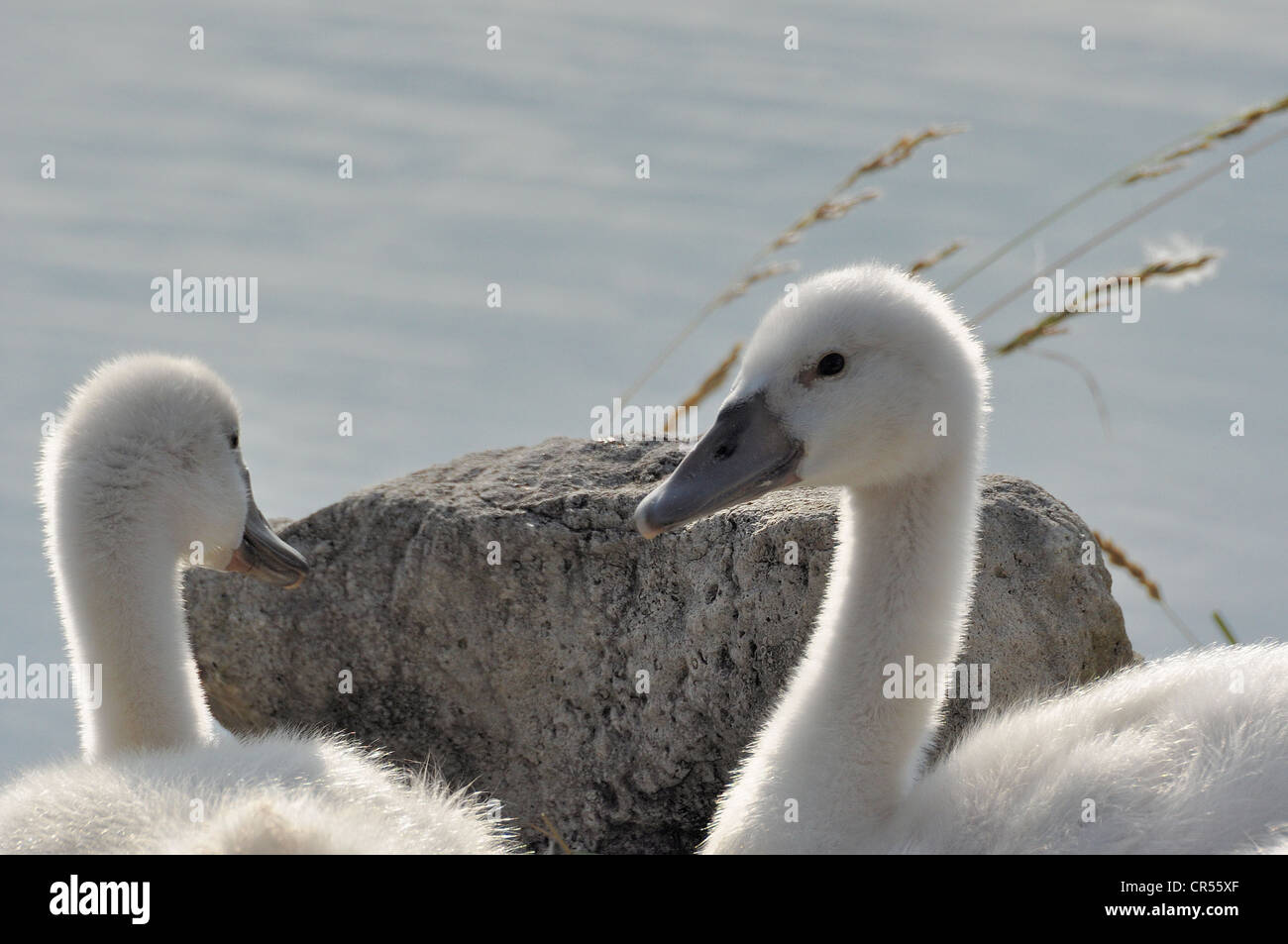 Baby mute swan hi-res stock photography and images - Alamy