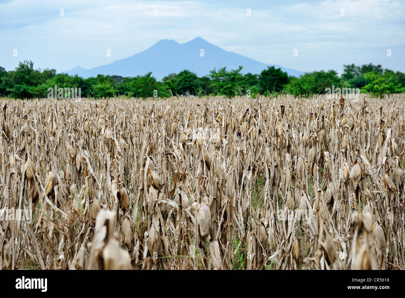 40% of the national corn crop was destroyed in the flood disaster of ...