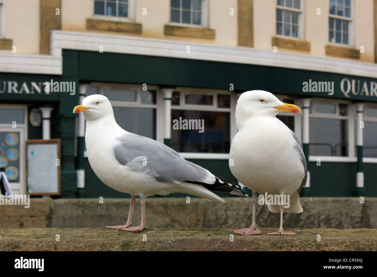 England North Yorkshire Whitby Seagulls on the quay wall Peter Baker ...