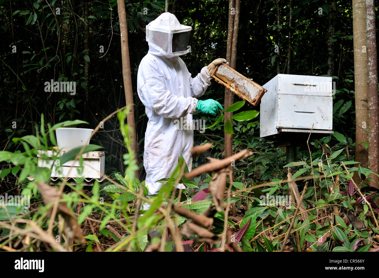 Honeycombs beehives hi-res stock photography and images - Alamy