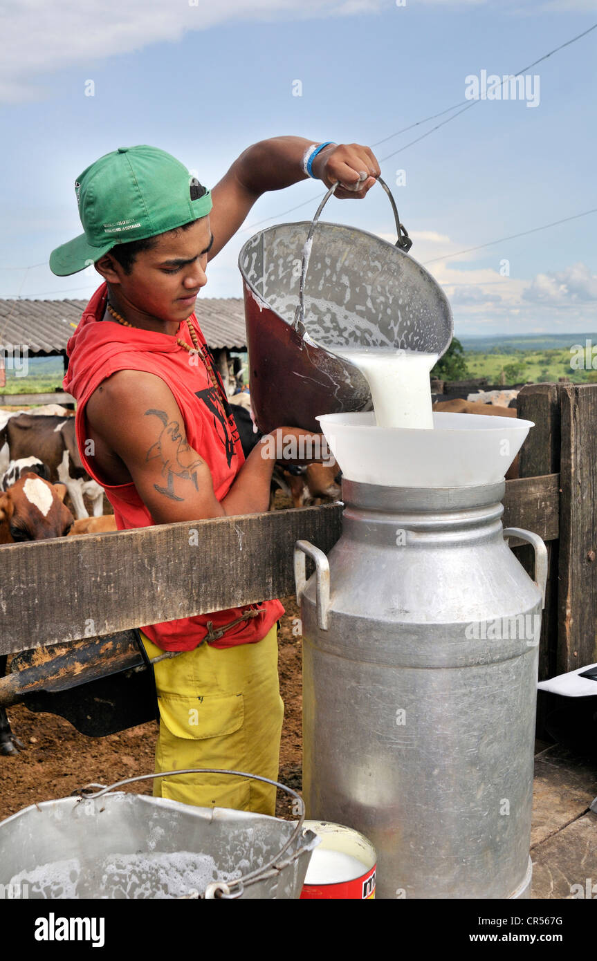 Teenager pouring fresh milk into a large milk churn, traditional dairy ...