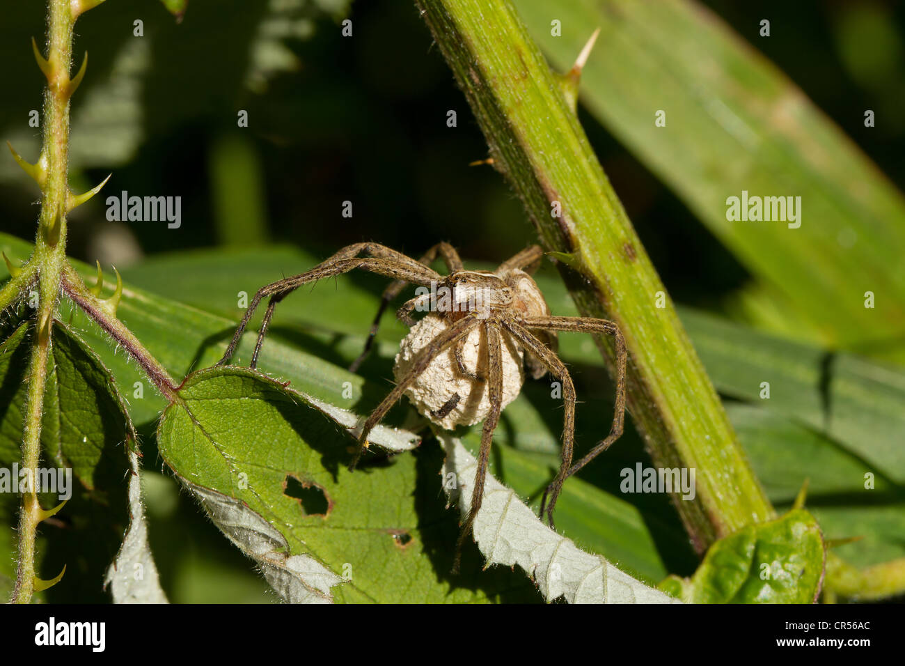 Wolf spider hi-res stock photography and images - Alamy