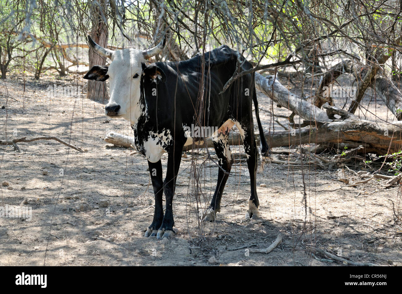 Gaunt cattle in the dry Chaco forest, Puesto La Guascha, Gran Chaco ...