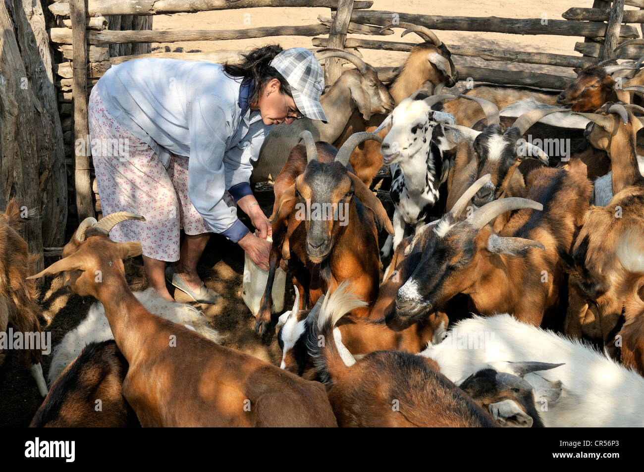 Indigenous argentinian fauna hi-res stock photography and images - Alamy