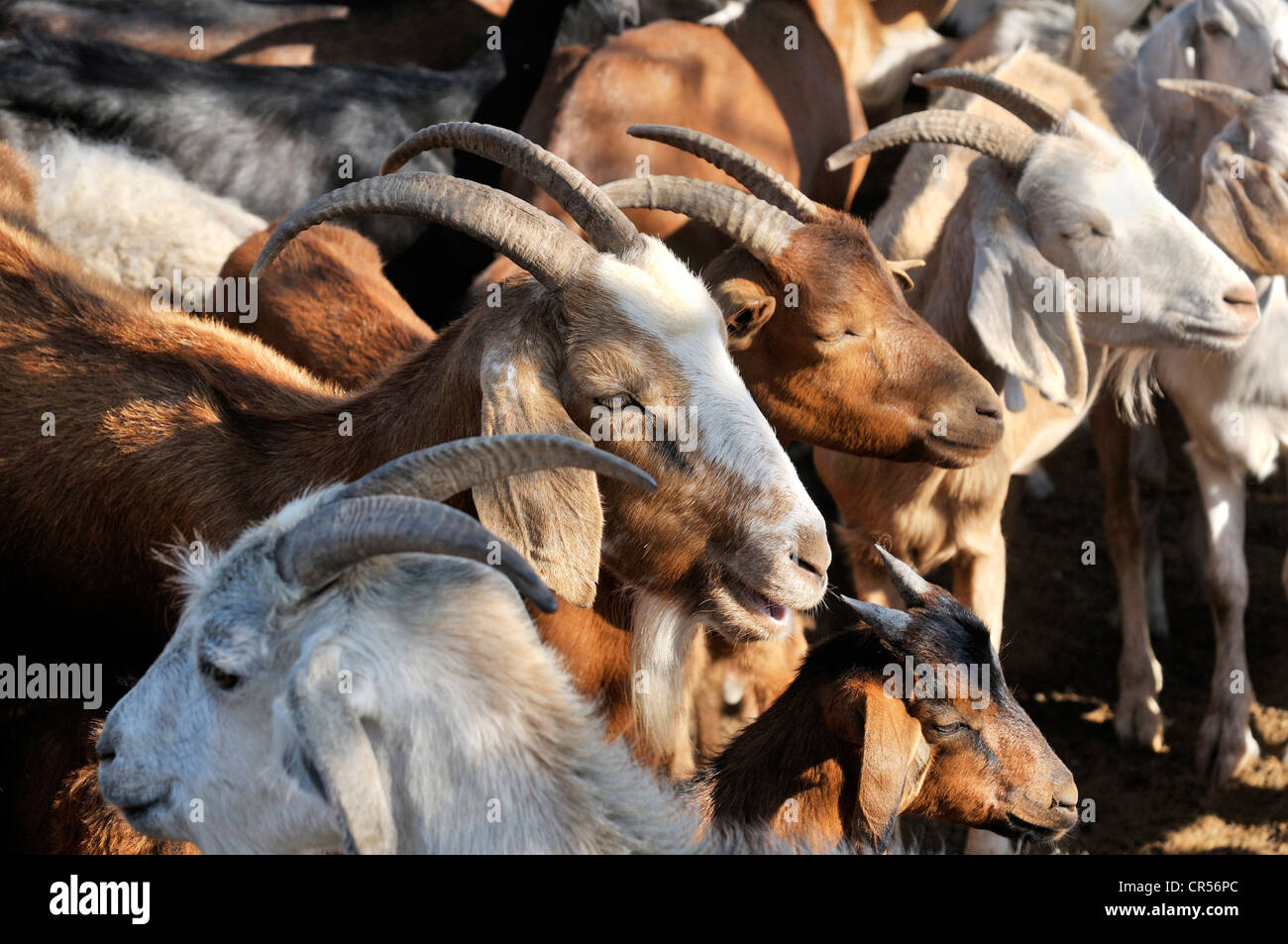 Domestic goats capra aegagrus hircus hi-res stock photography and ...
