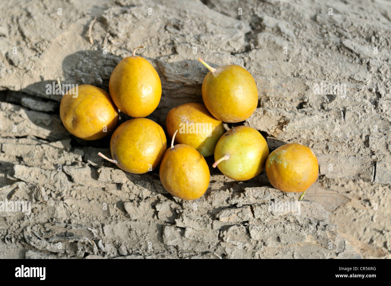 Chanar fruits (Geoffroea decorticans), indigenous community of La ...