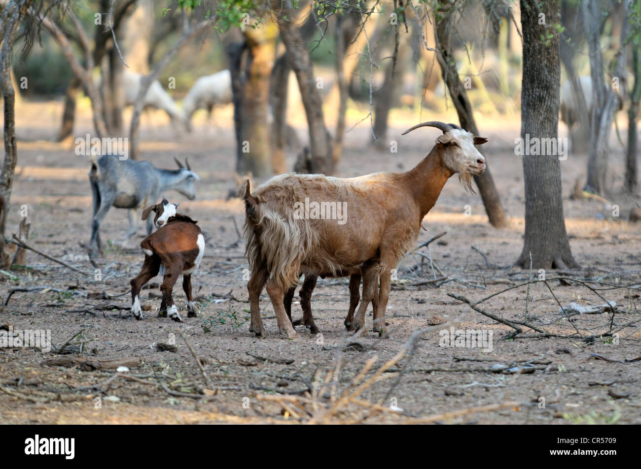 Goats (Capra aegagrus hircus) in the dry Chaco forest, Gran Chaco ...