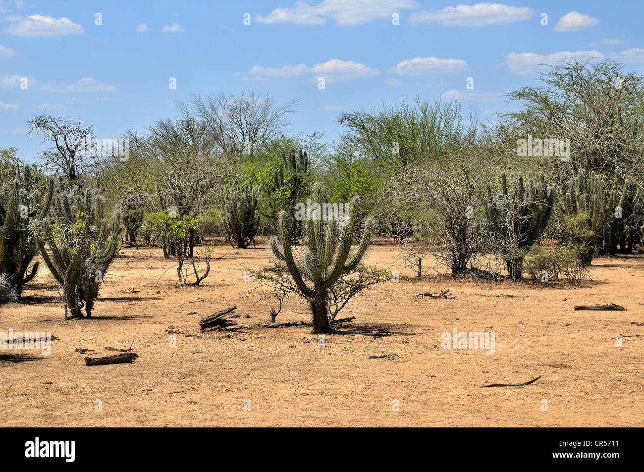 Dry landscape in the Gran Chaco region, after seven months with no rain ...