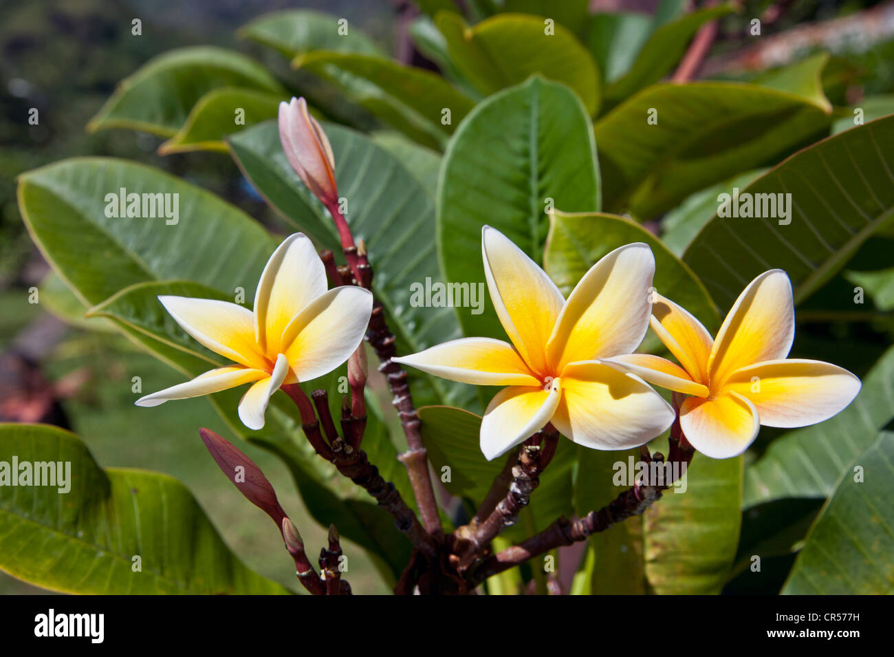 Pacific islands flowers hi-res stock photography and images - Alamy