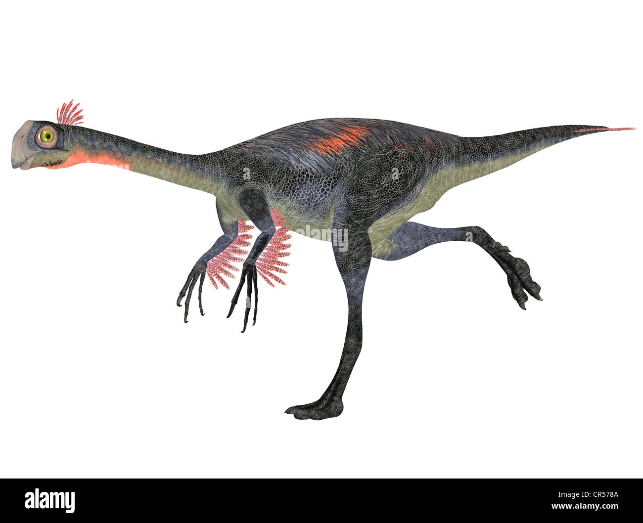 Gigantoraptor Erlianensis