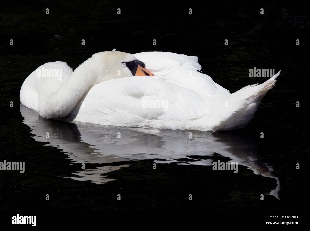 Mute Swan sleeping Stock Photo - Alamy