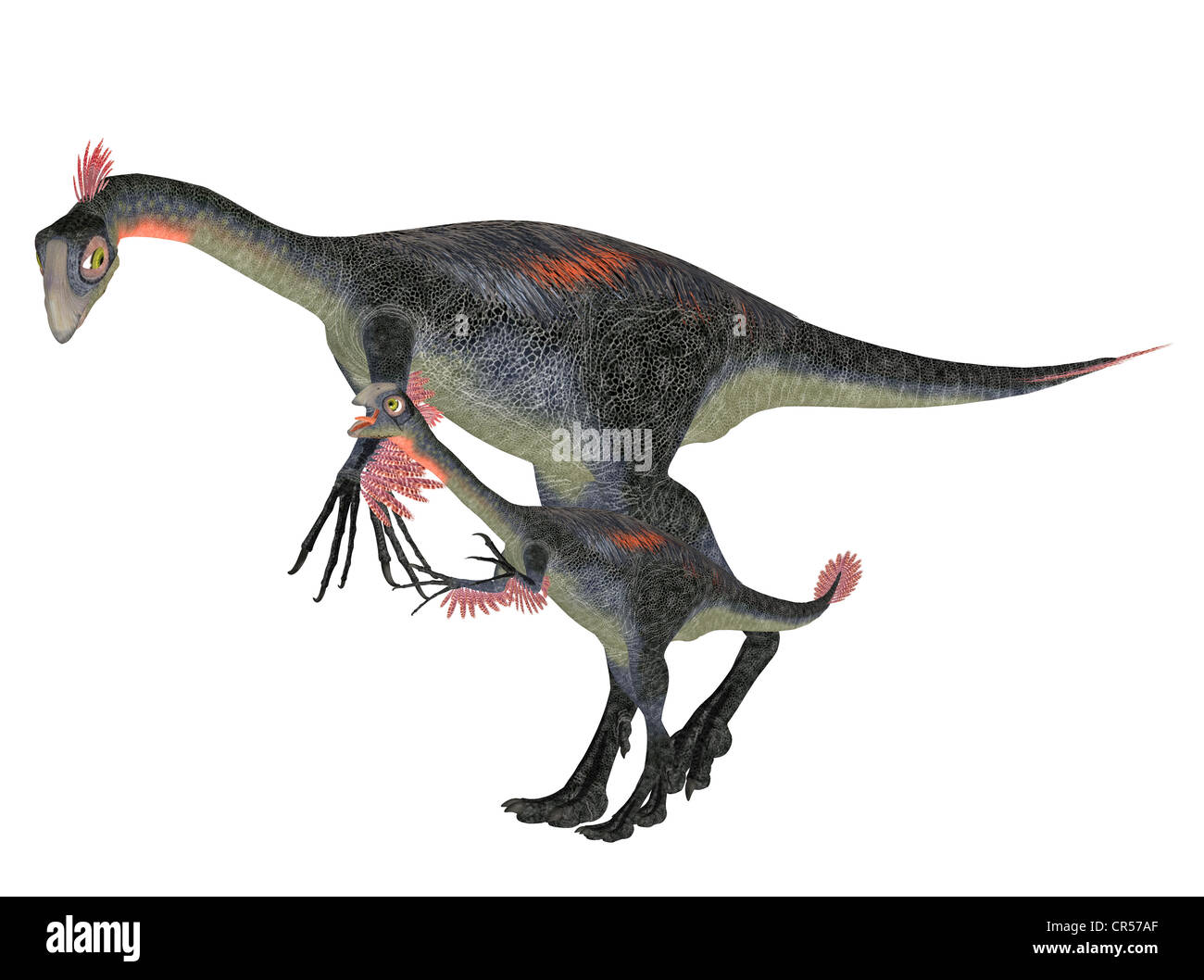 Gigantoraptor Erlianensis