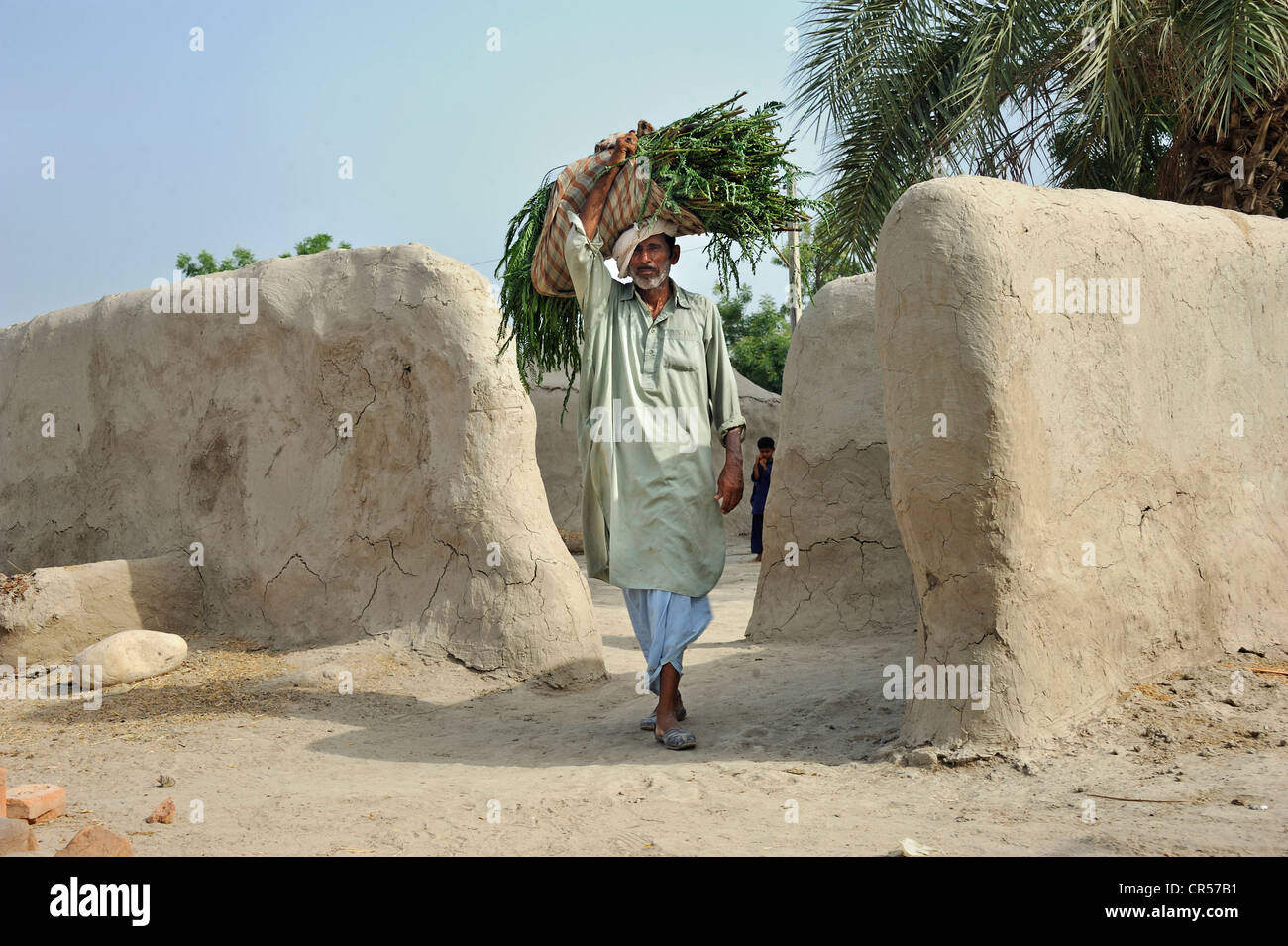 Farmer carrying grass and fodder tied together on his head, Basti Lehar ...