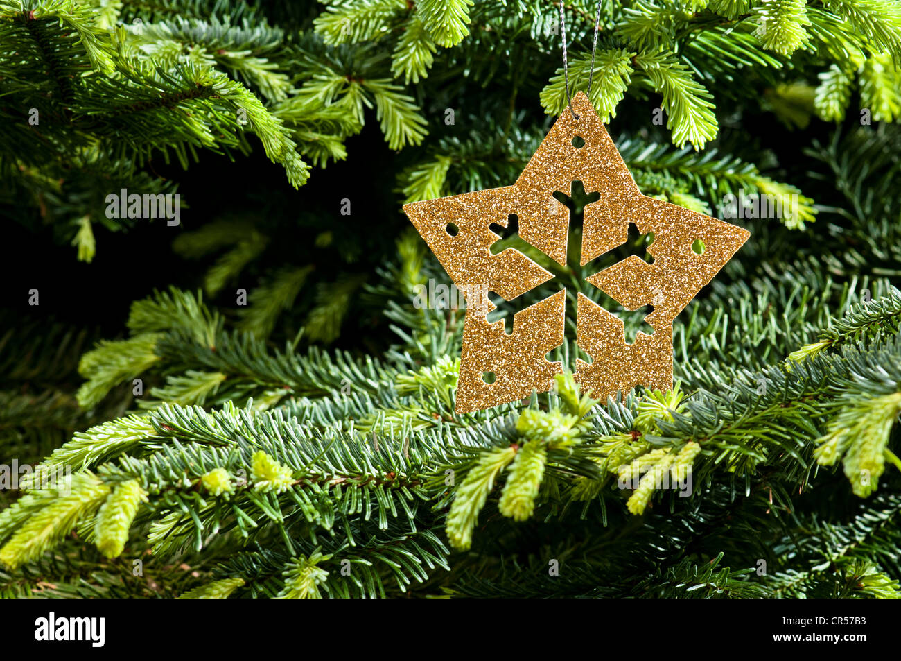 Gold Advent, Christmas ornament; in real Christmas tree Stock Photo - Alamy