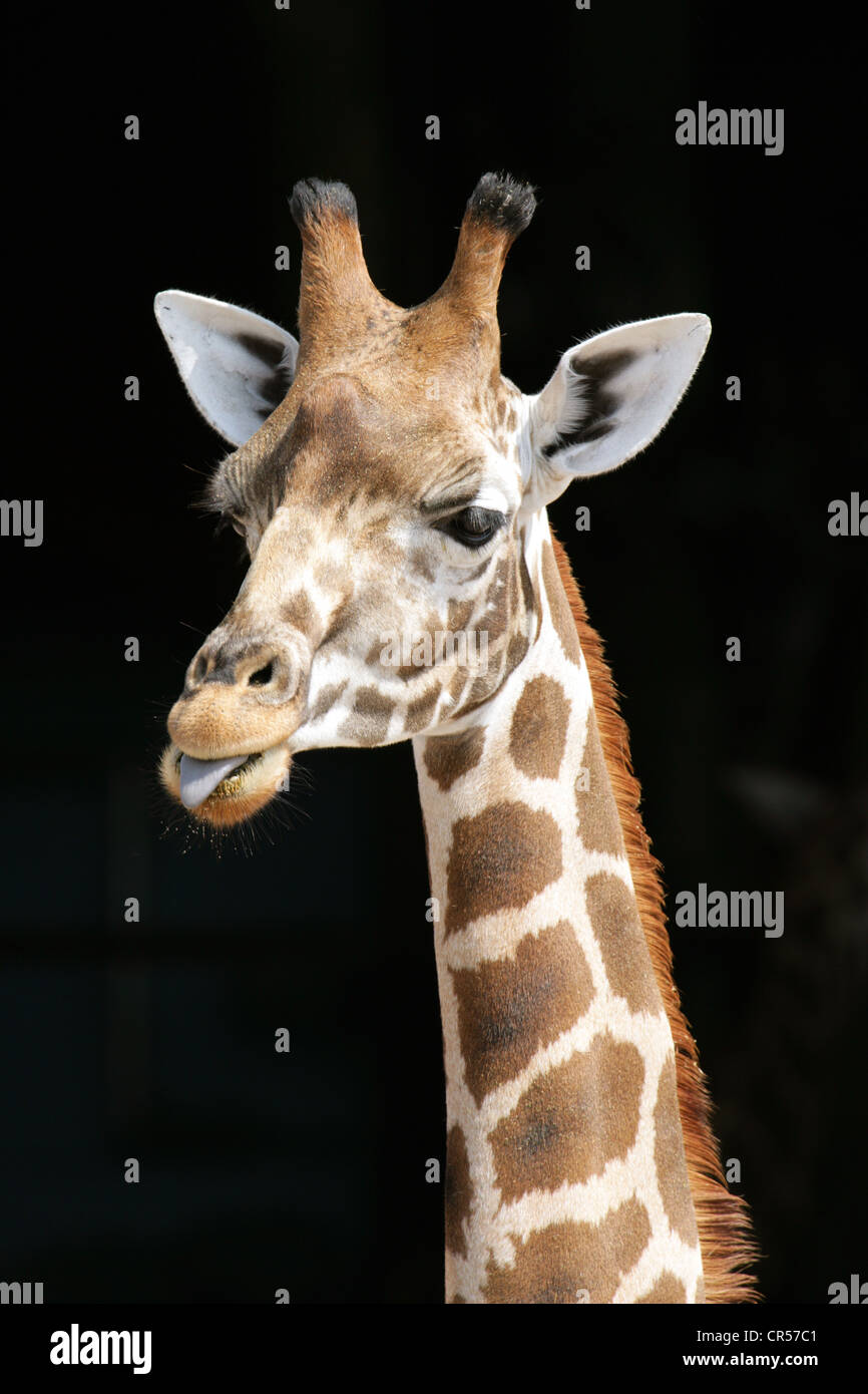 Portrait of a Giraffe Stock Photo - Alamy