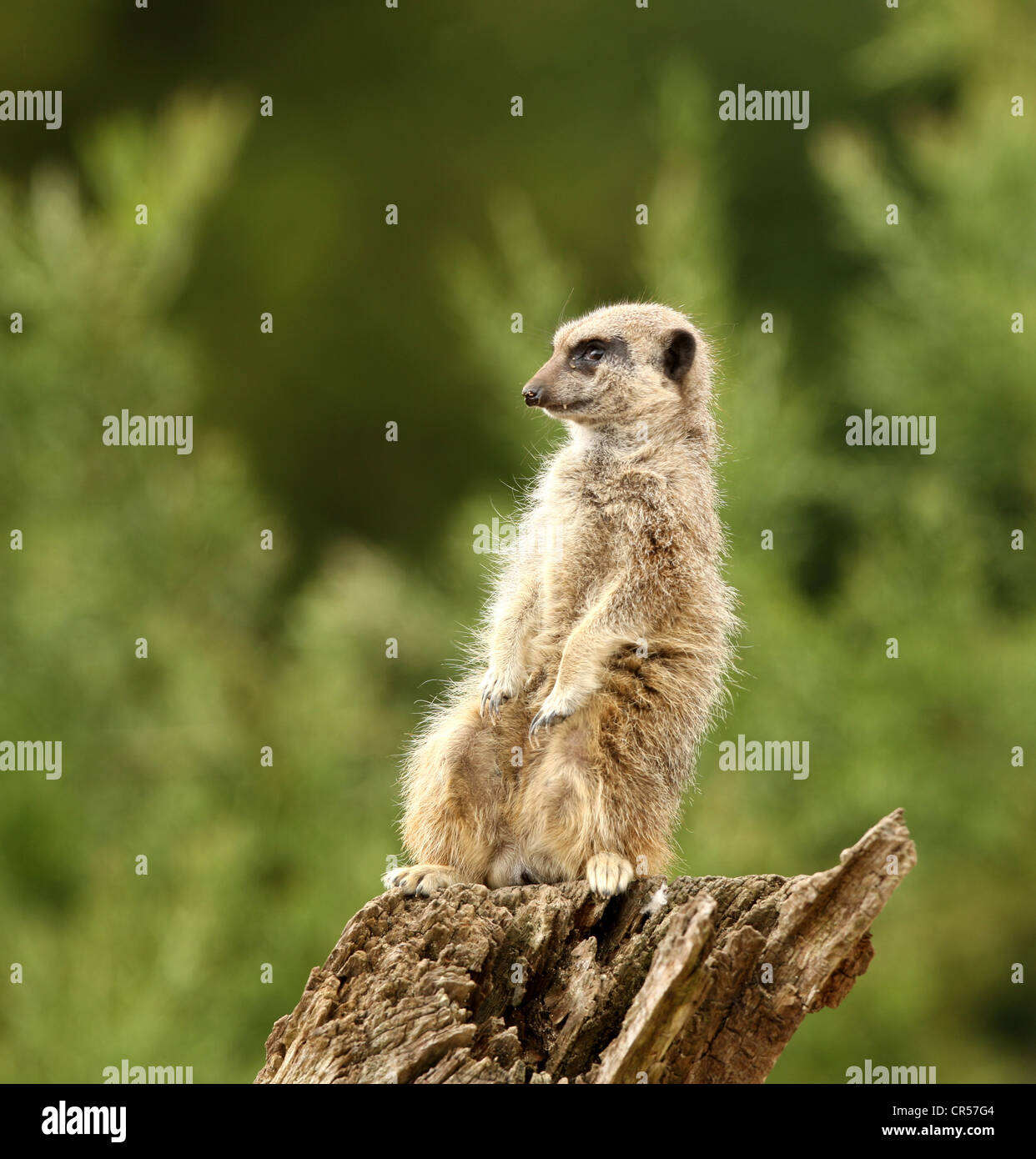 A male Meerkat standing guard Stock Photo - Alamy