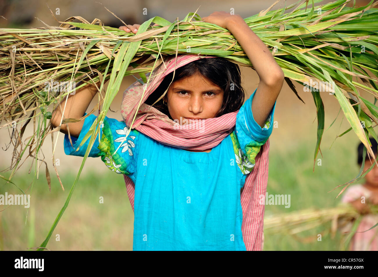 Pakistani Child Labor
