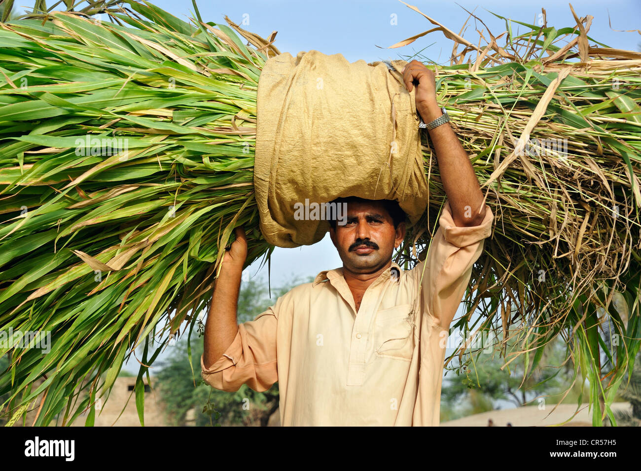 Strong man, 30, carrying corn leaves for fodder, village of Moza ...