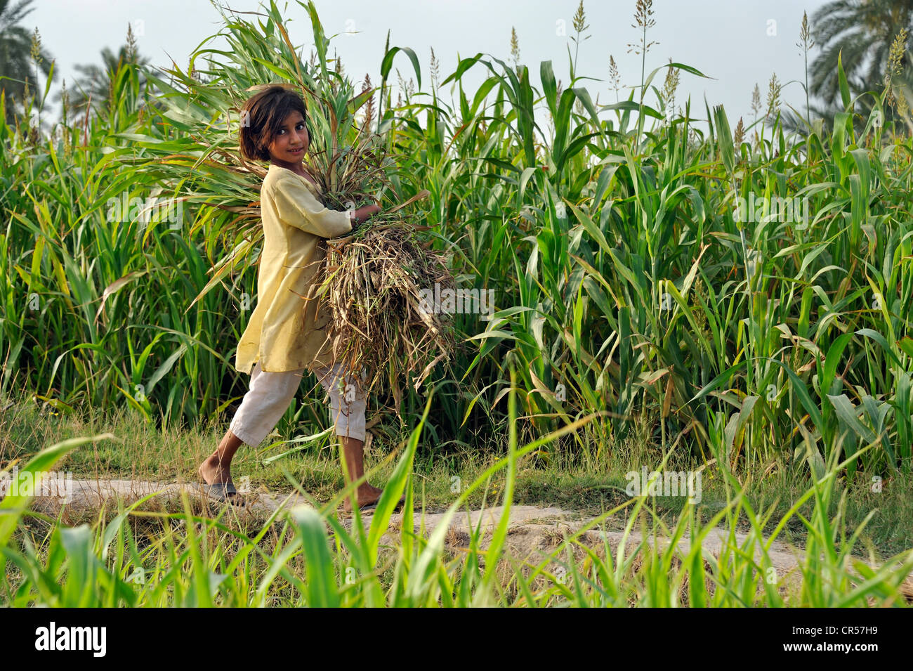 Punjab Pakistan Agriculture Stock Photos & Punjab Pakistan Agriculture ...