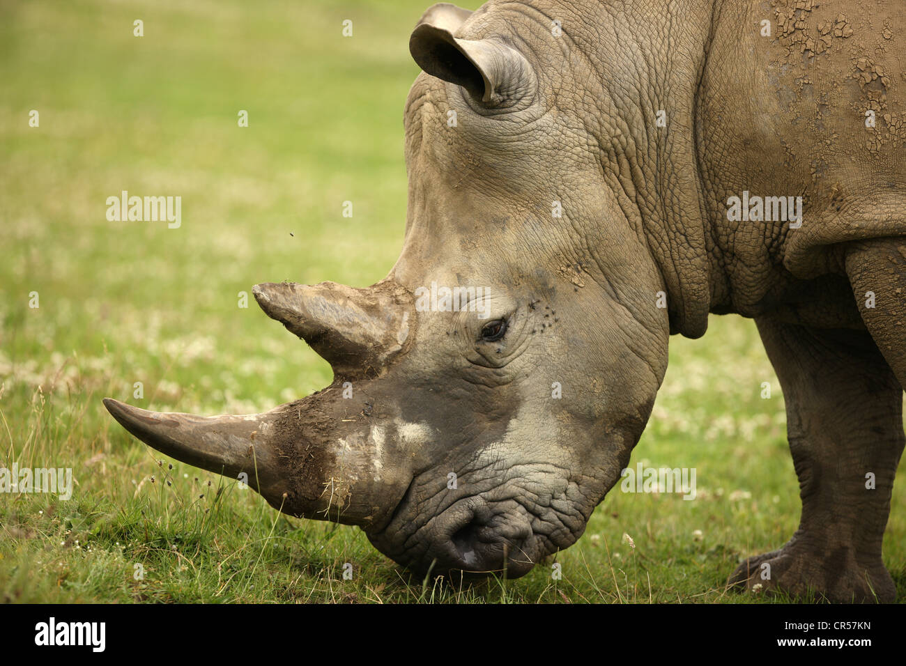 Rhino body hi-res stock photography and images - Alamy