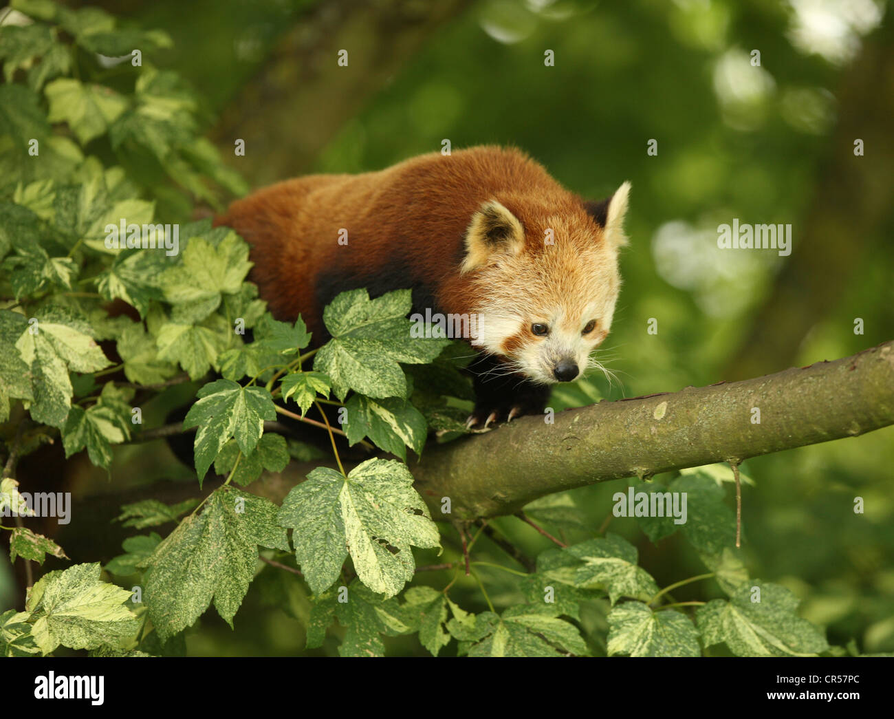 Red Panda climbing in a tree Stock Photo - Alamy