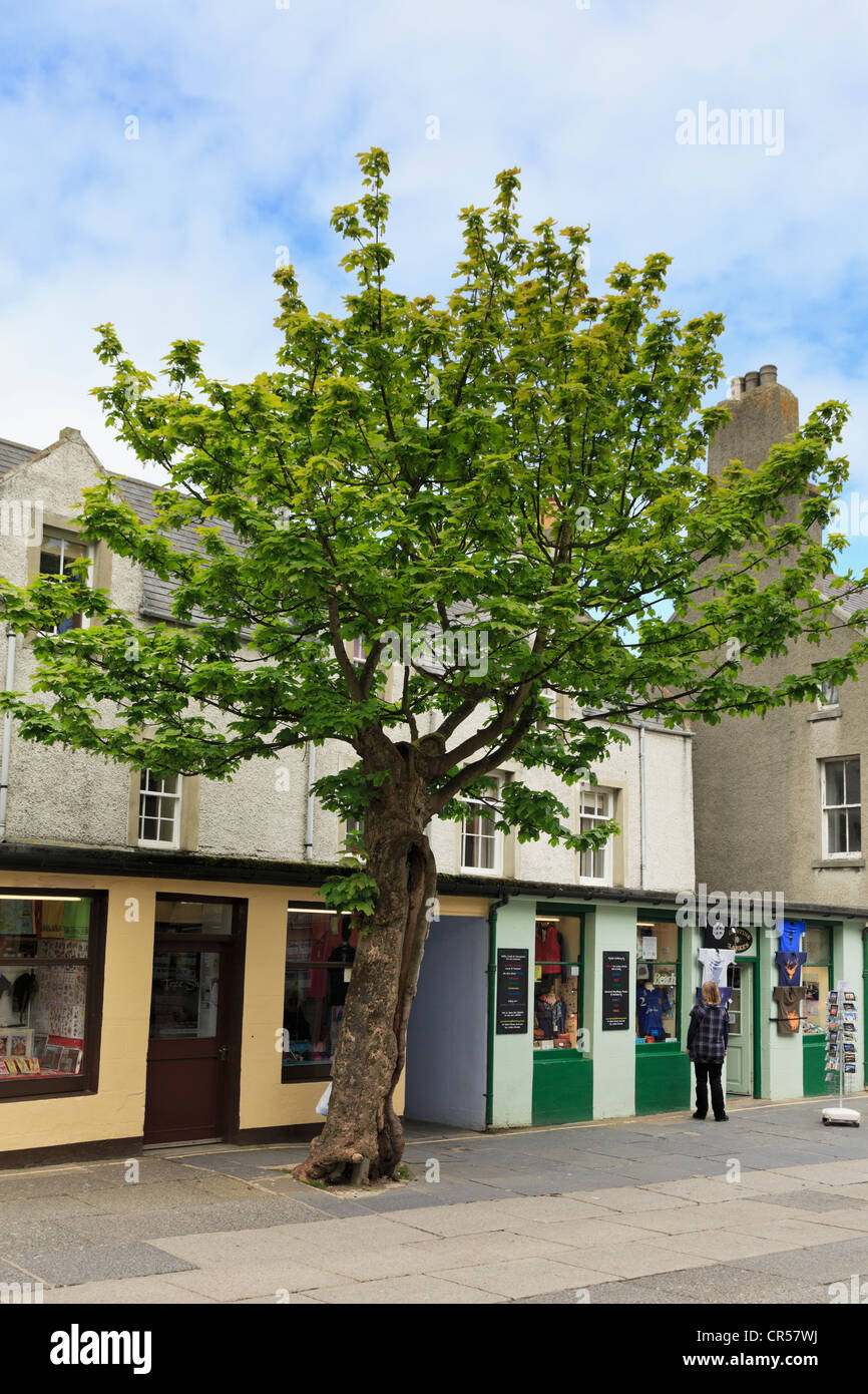The Big Tree is a two hundred year old Sycamore tree (Acer ...