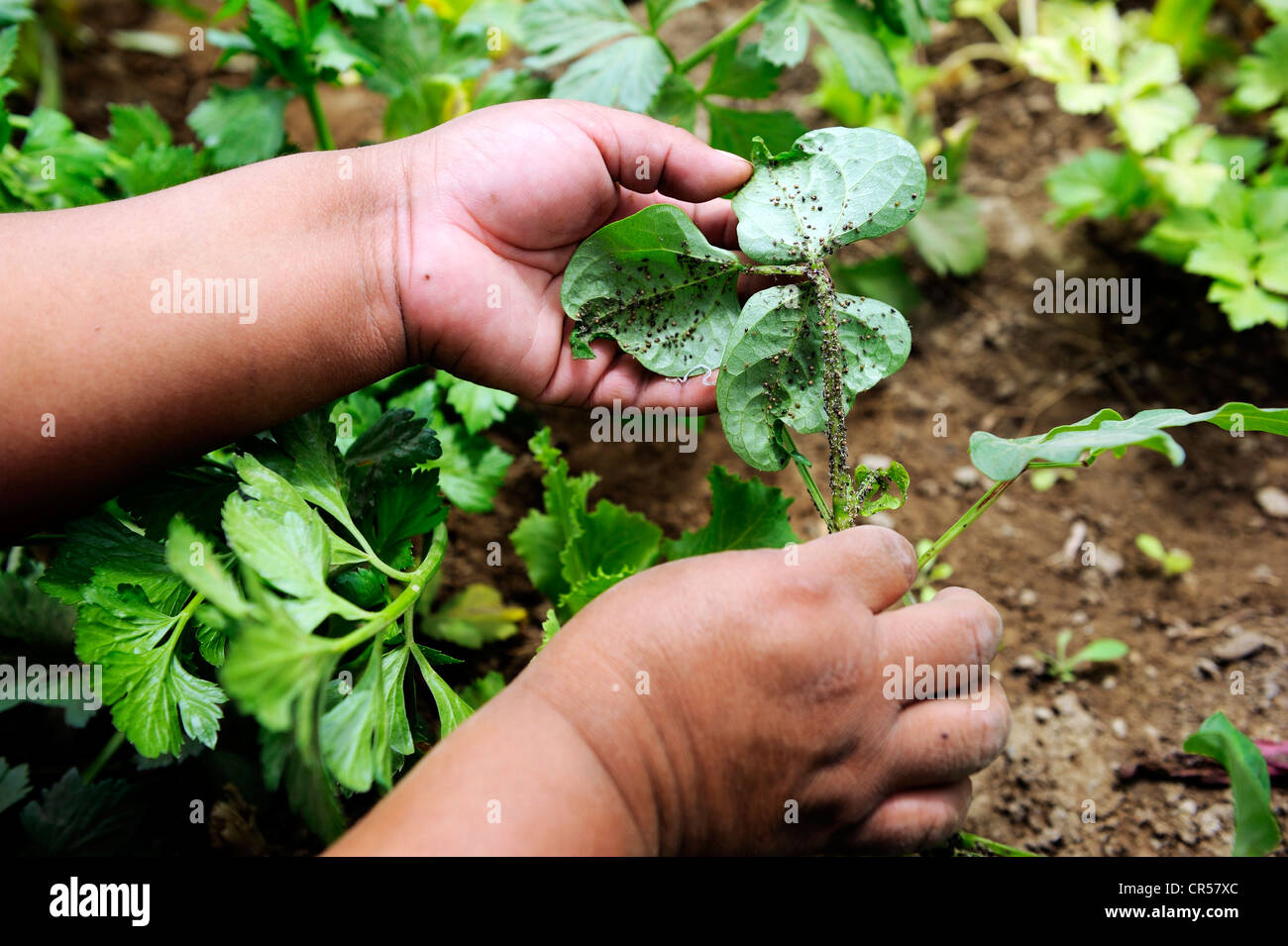Lice patch hi-res stock photography and images - Alamy