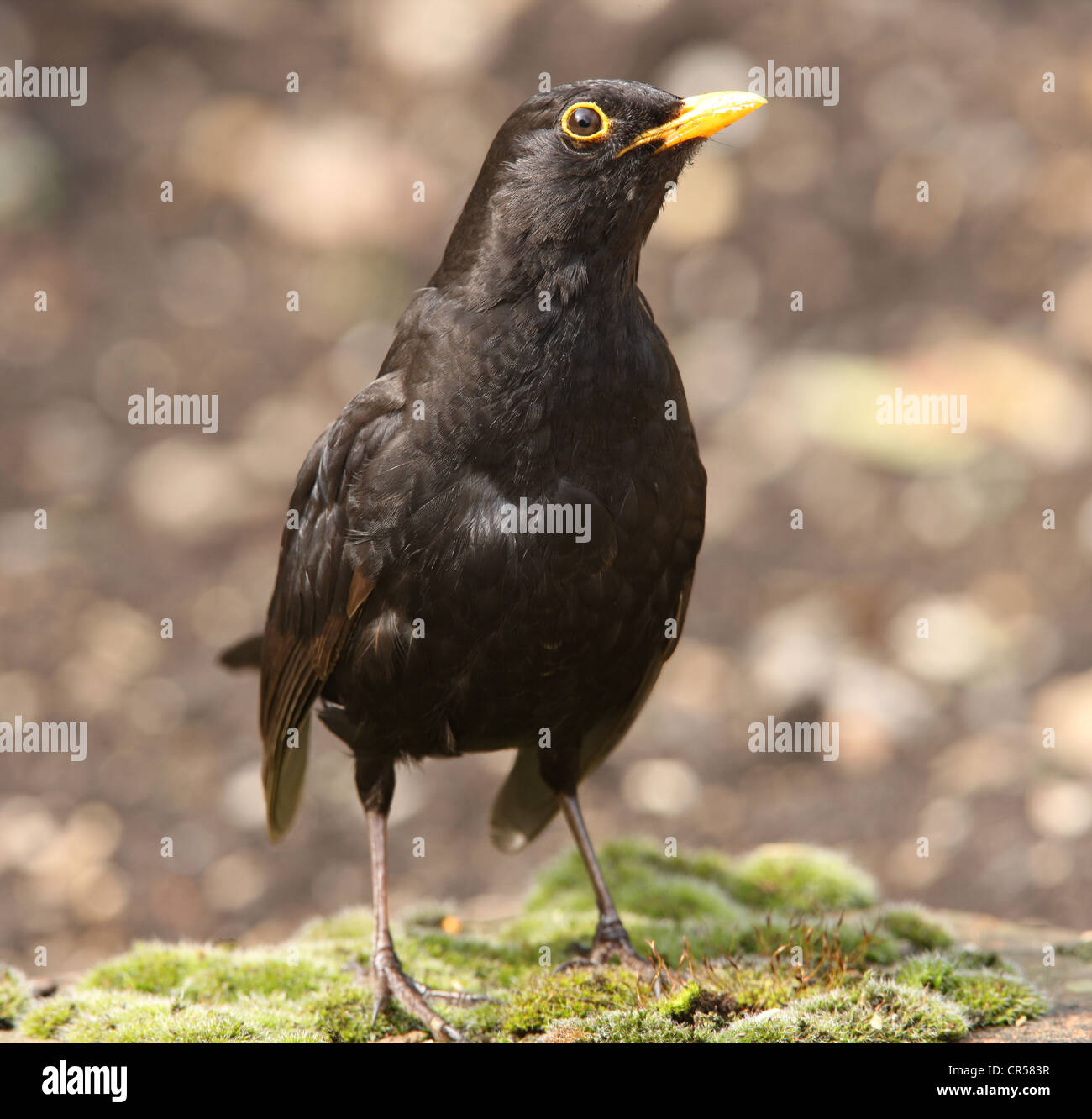 Portrait of a male Blackbird Stock Photo - Alamy