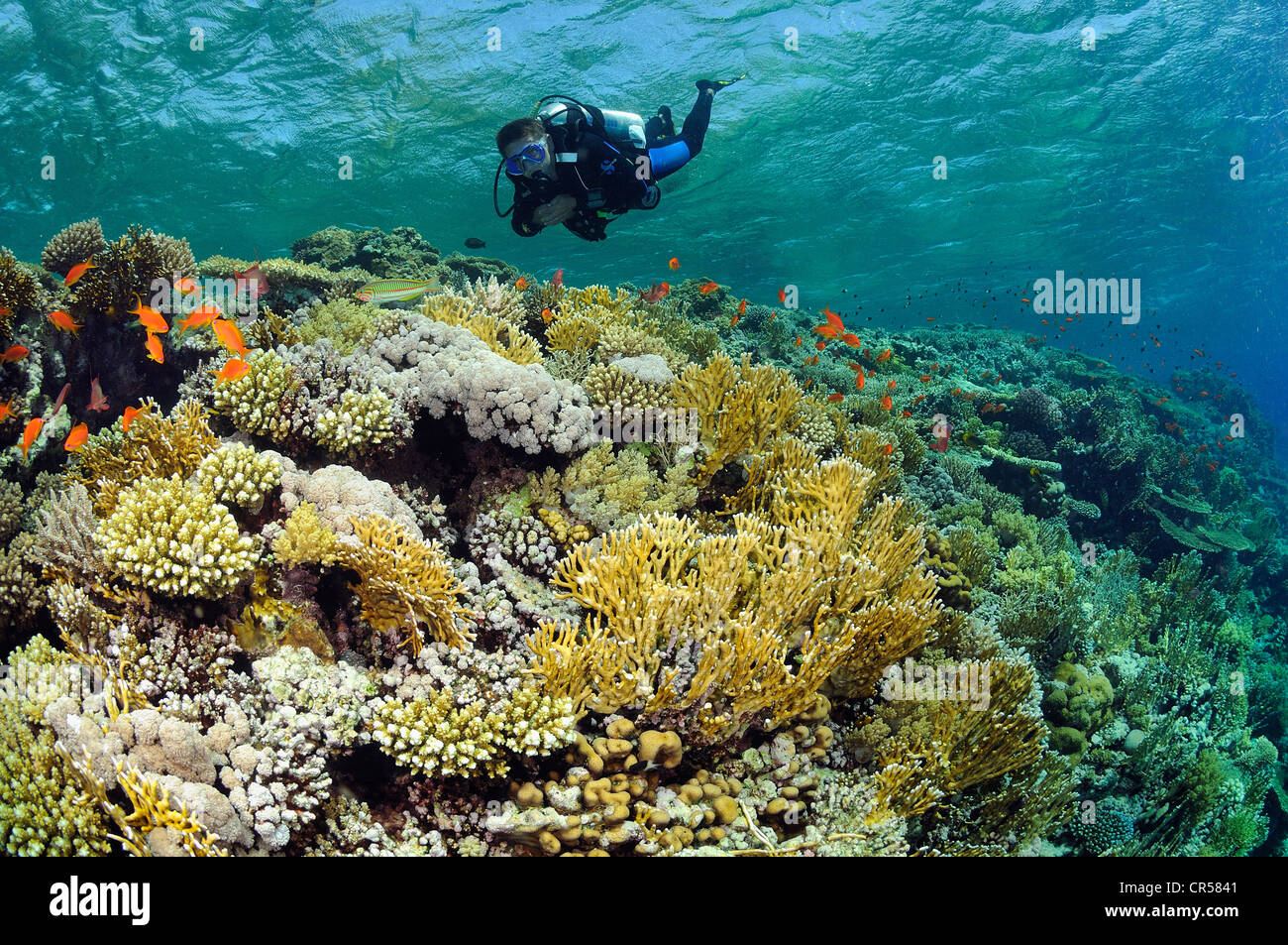 Egypt, Red Sea, a coral reef Stock Photo - Alamy
