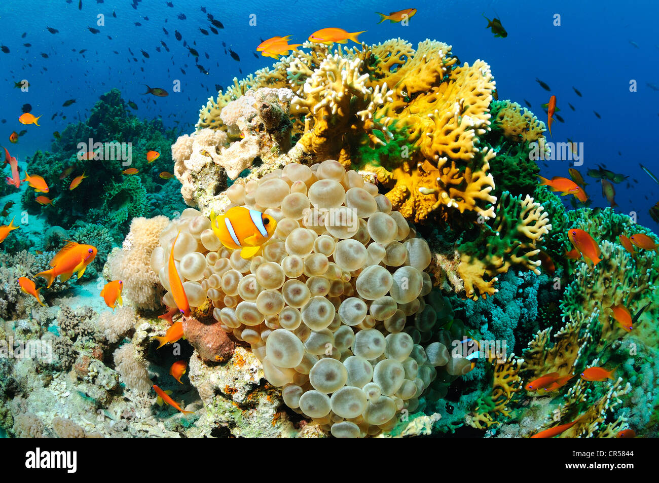 Egypte, mer Roiuge, a clownfish (Amphiprion bicinctus) and a sea ...