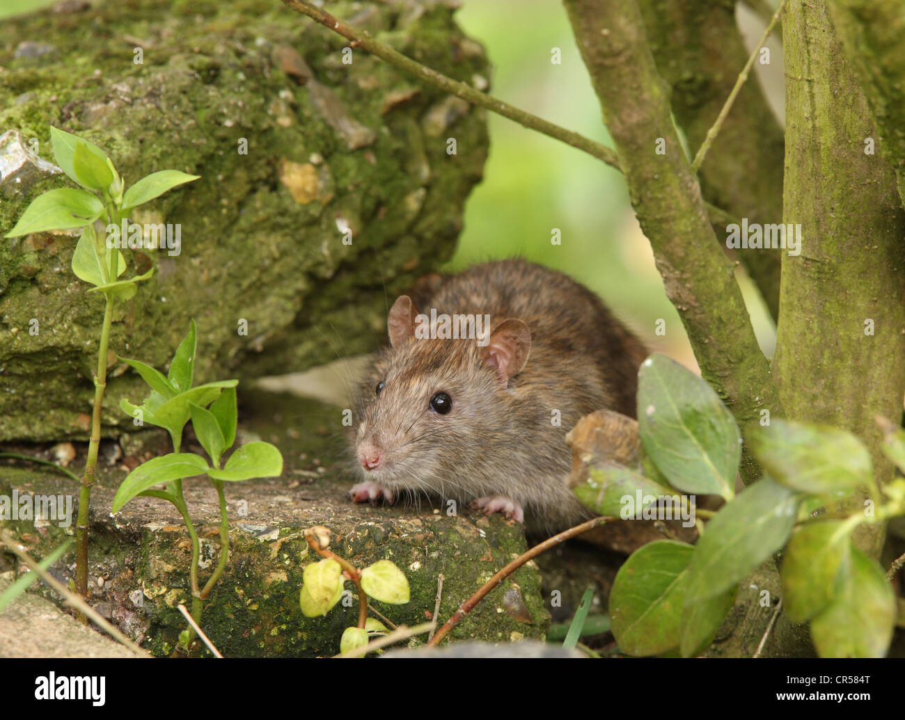 Rat wild hi-res stock photography and images - Alamy