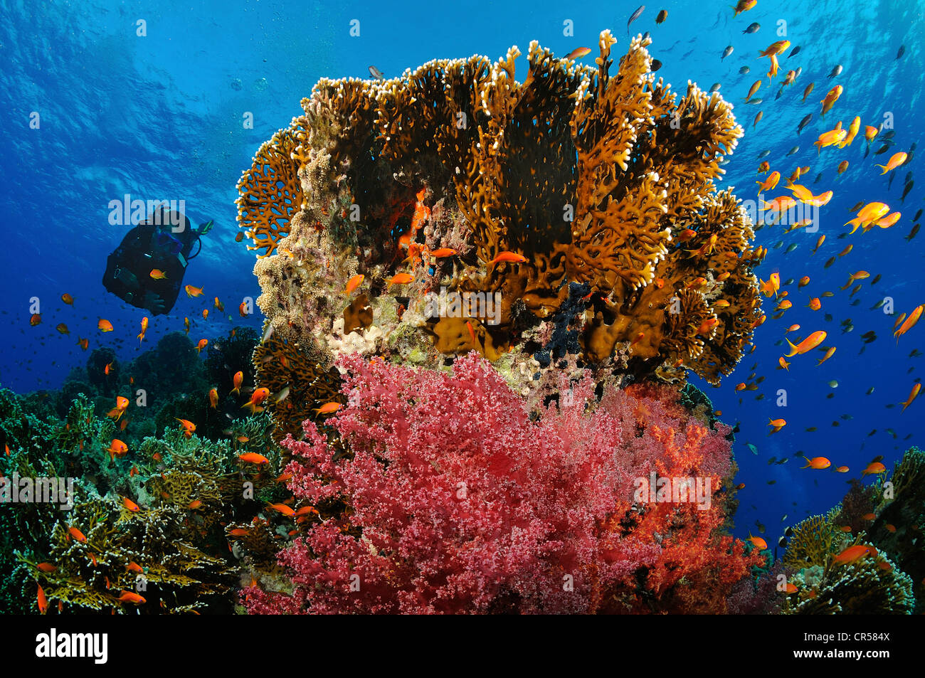 Egypt, Red Sea, coral reef with fire coral and red alcyonarians Stock ...