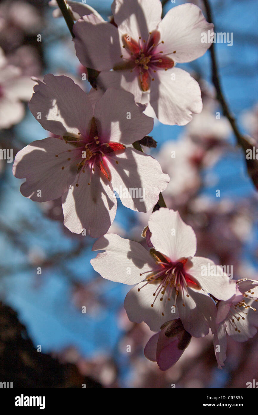 Almond blossom hi-res stock photography and images - Alamy