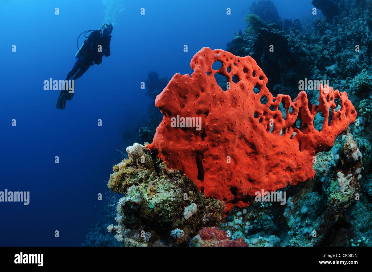 Red sea sponge hi-res stock photography and images - Alamy