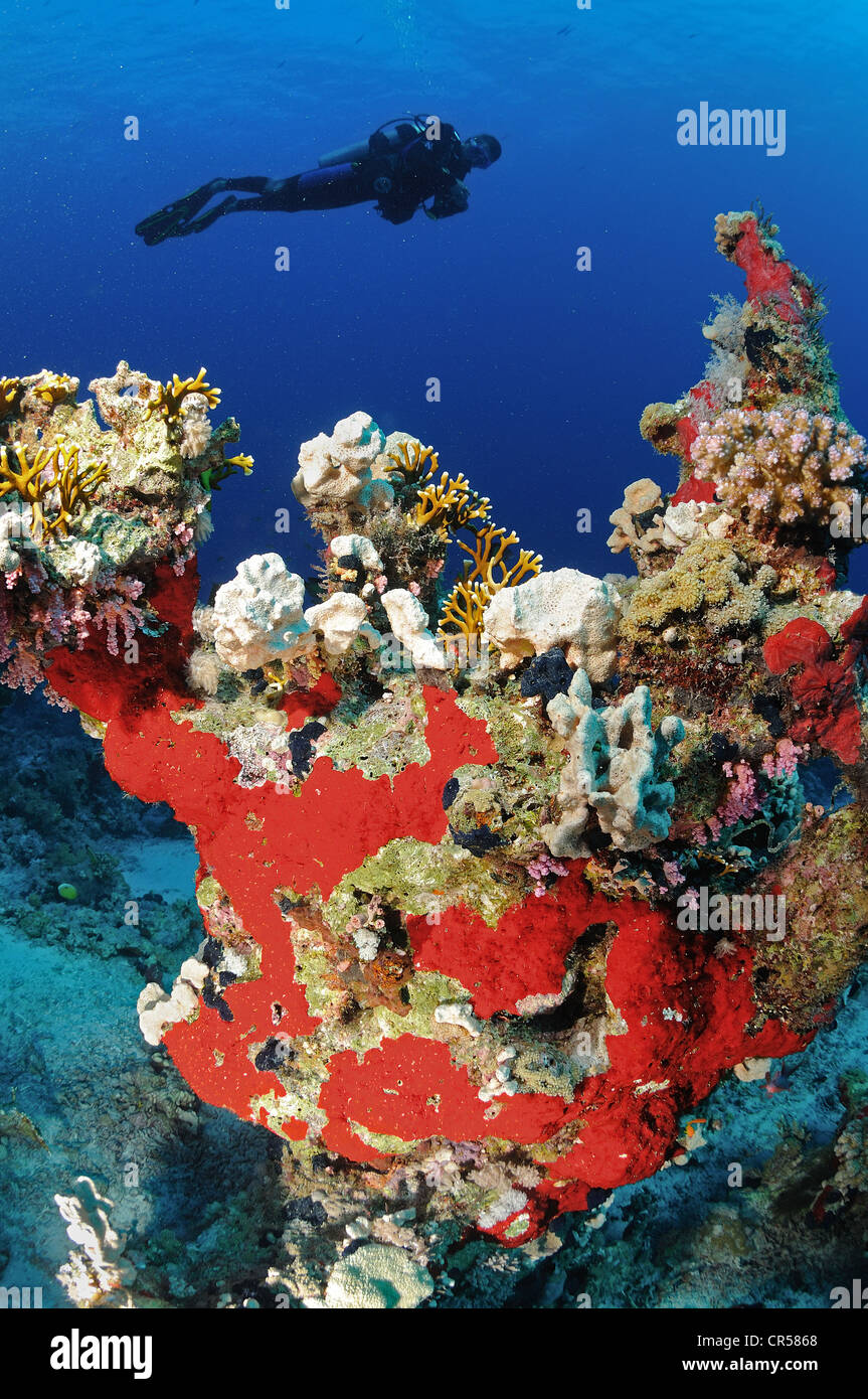 Red coral reef egypt hi-res stock photography and images - Alamy