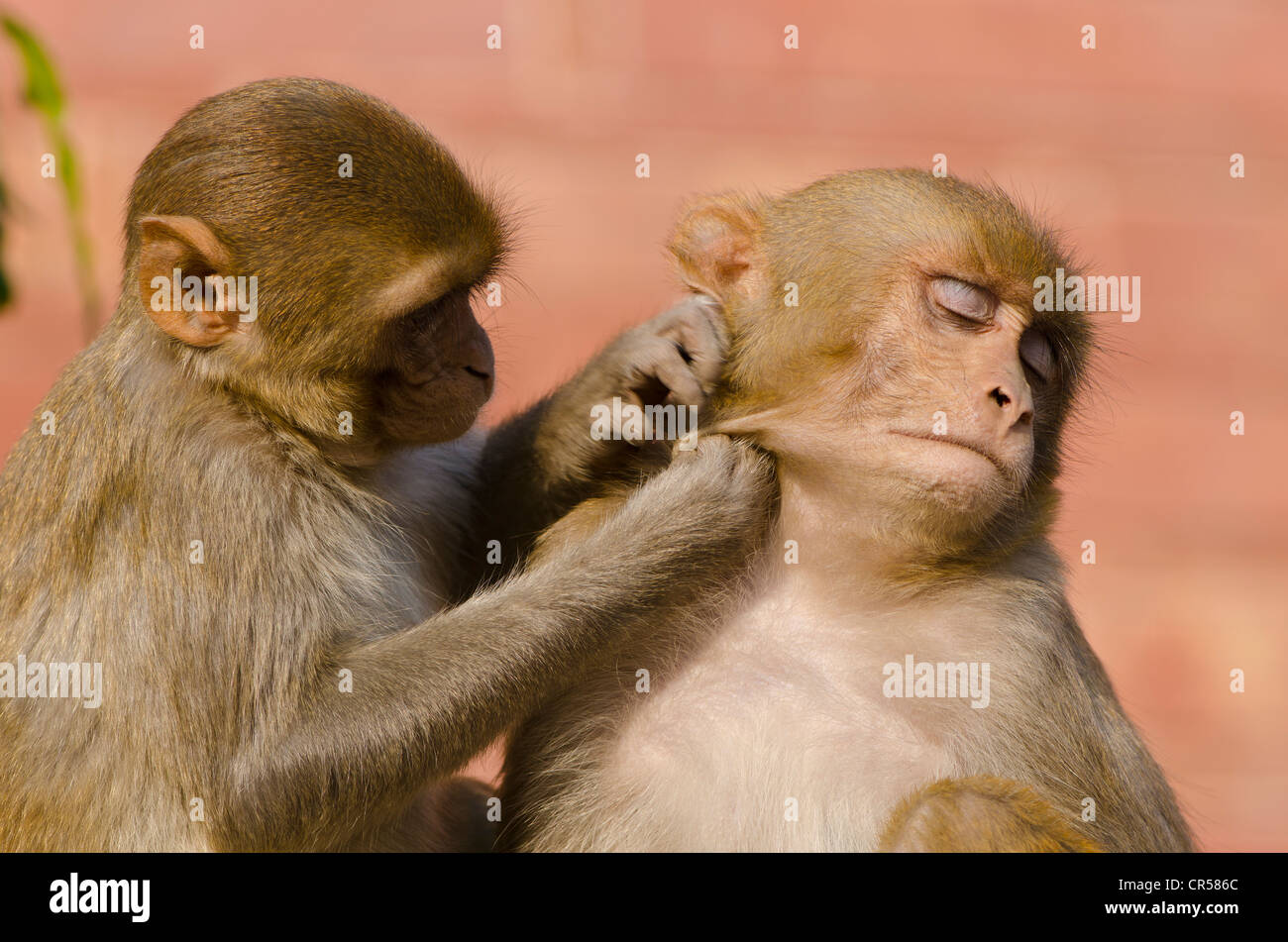 Rhesus macaques or Rhesus monkeys (Macaca mulatta) lousing each other, at the outer walls of the ...
