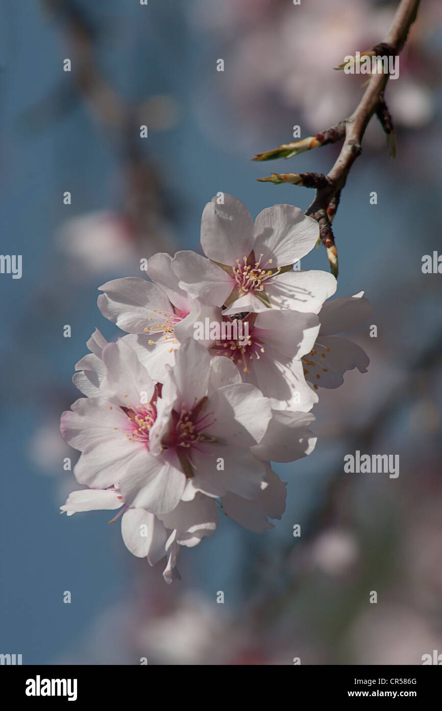 Almond trees bloom hi-res stock photography and images - Alamy
