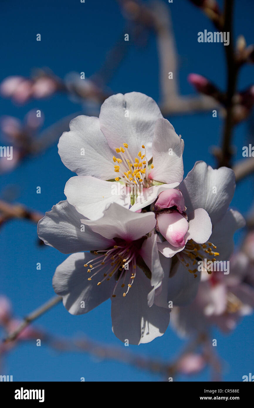 Trspal847d hi-res stock photography and images - Alamy