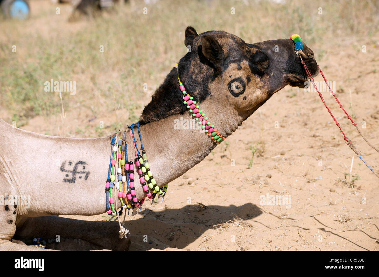 India, Rajasthan State, Pushkar, camel fair, camel with a Hindu ...