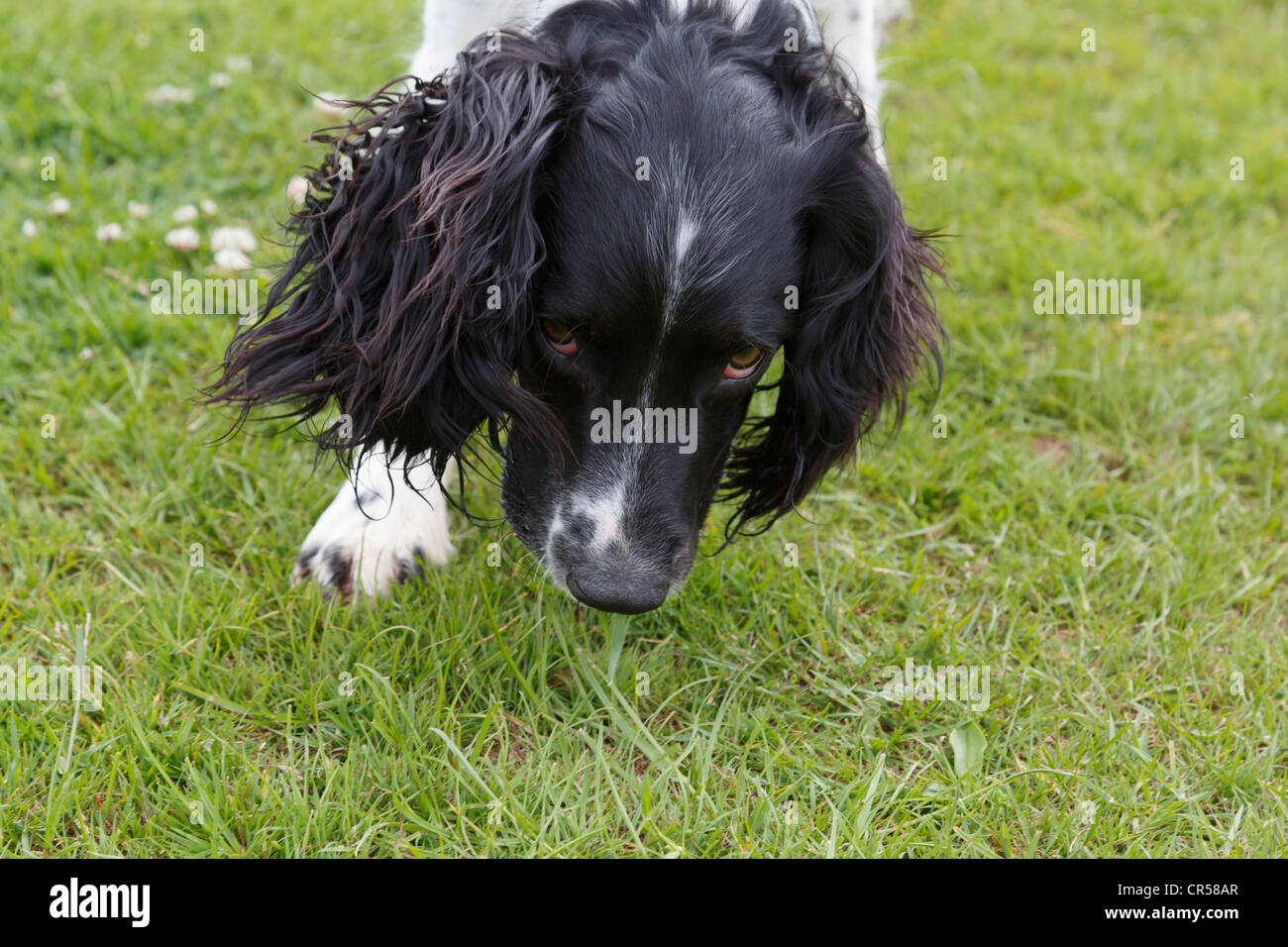Head shot of a black and white Springer Spaniel dog running and ...