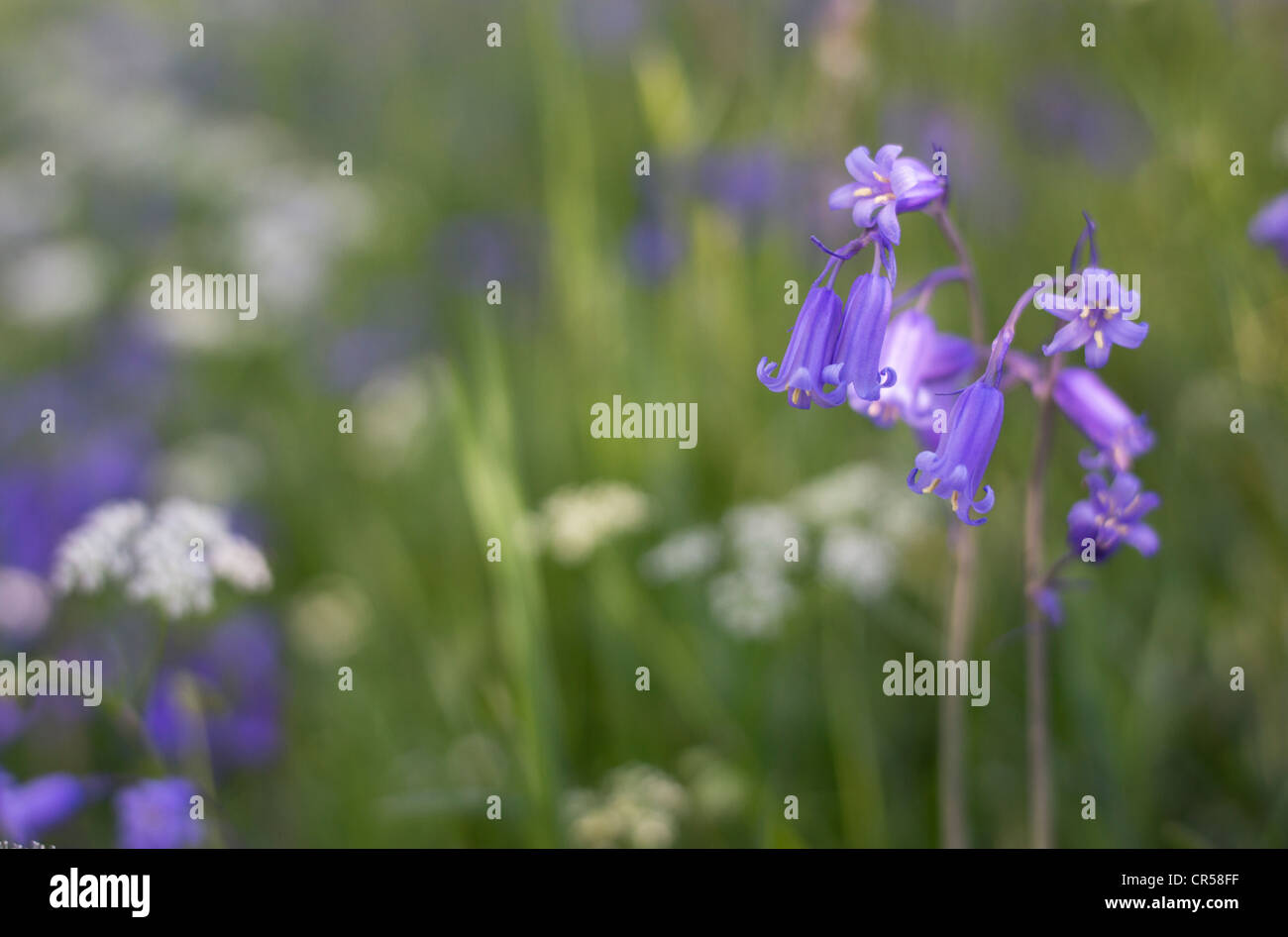 Spring scotland flowers hi-res stock photography and images - Alamy
