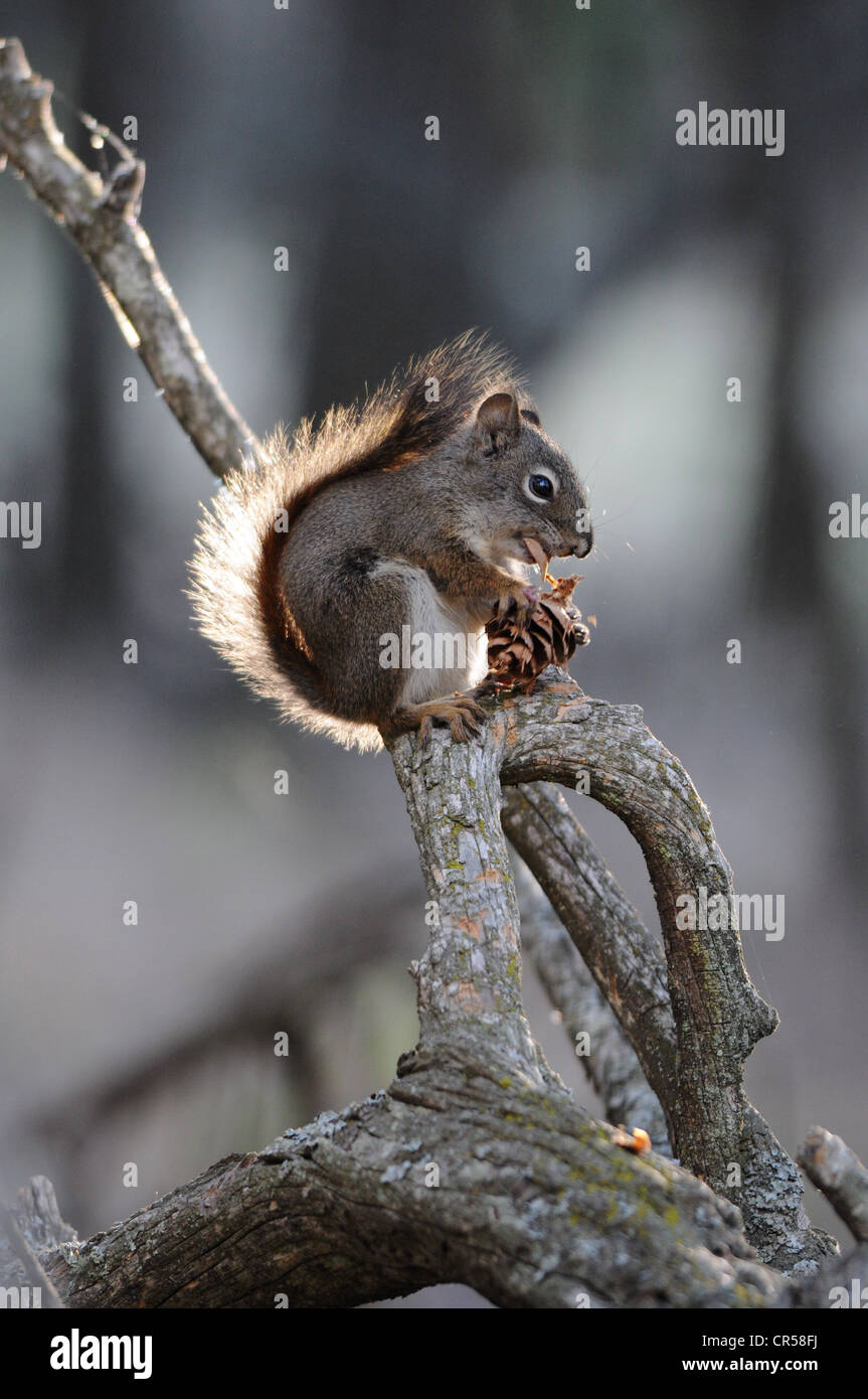 Squirrel with cone hi-res stock photography and images - Alamy
