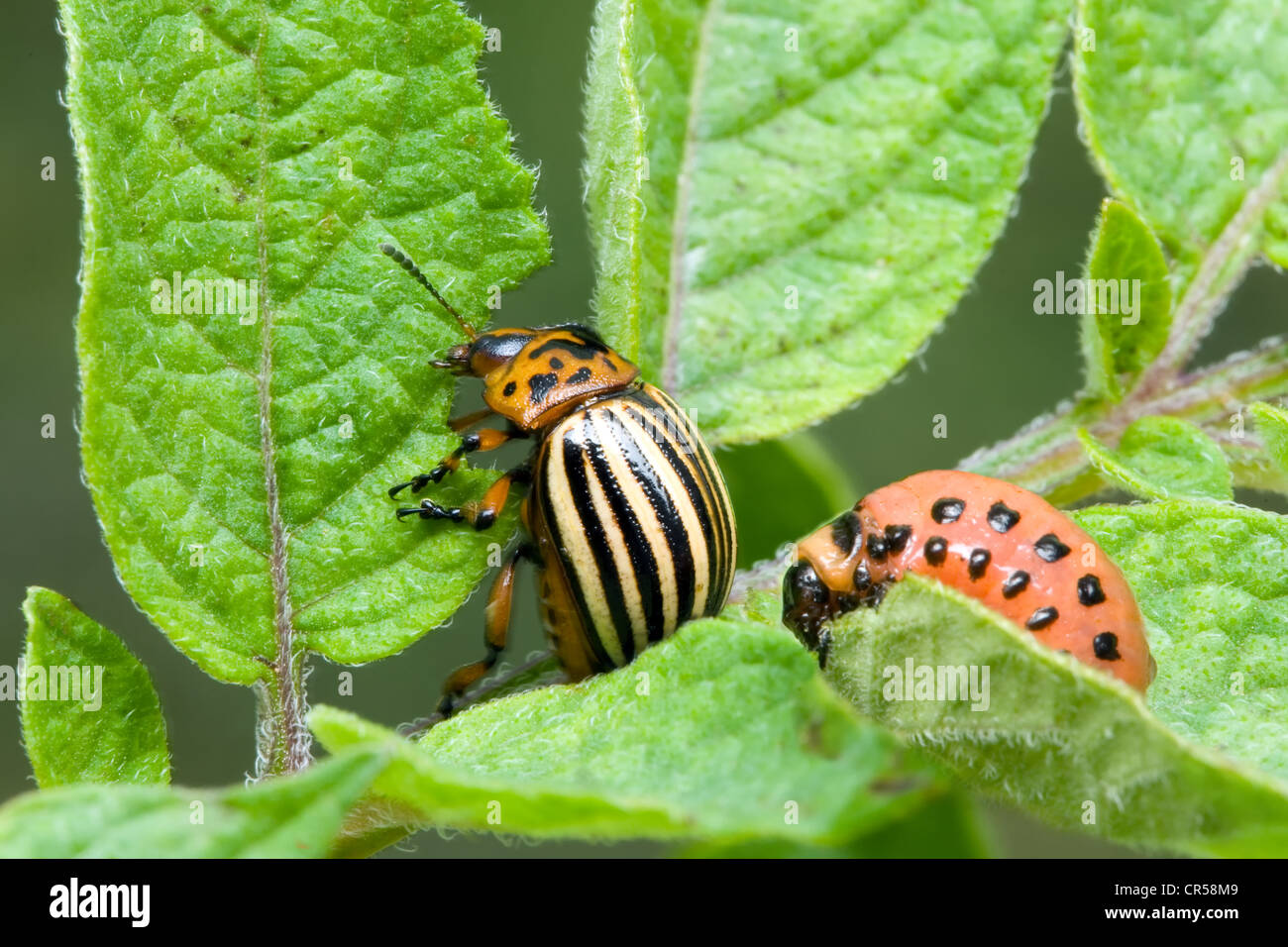 Colorado Potato Beetle, Leptinotarsa Decemlineata Stock Photo - Alamy