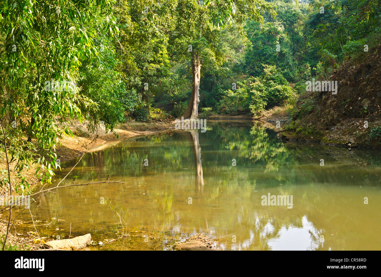 Dense Marsh High Resolution Stock Photography and Images - Alamy