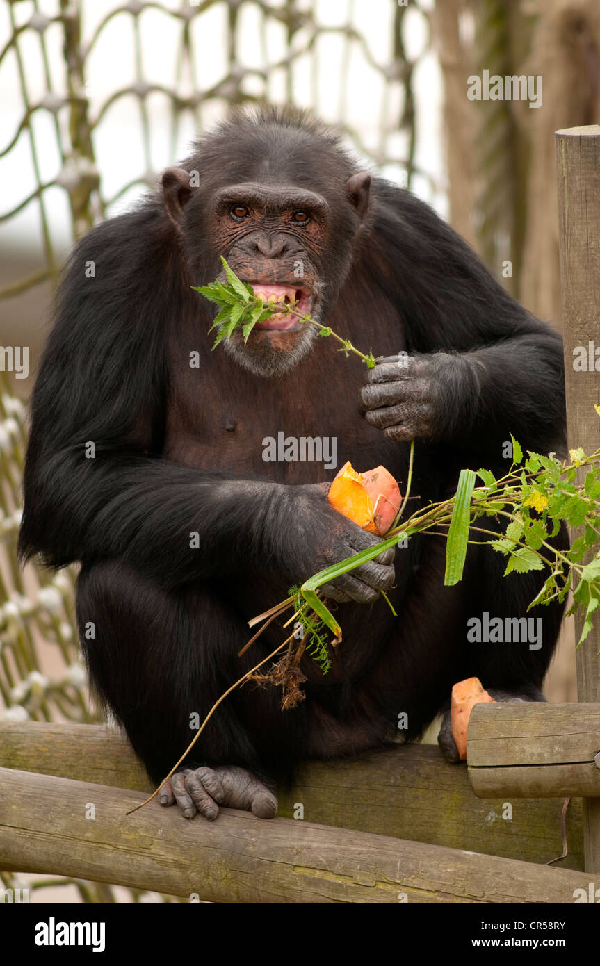 Chimpanzee eating pan troglodytes hi-res stock photography and images ...