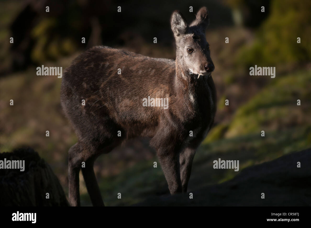 Anhui Musk Deer Food Chain