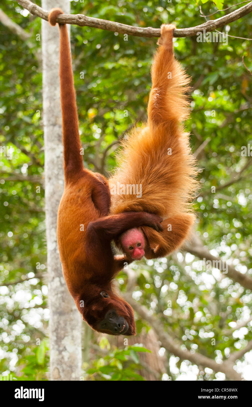 Peruvian red uakari monkey (Cacajao calvus ucayalii) and red howler ...